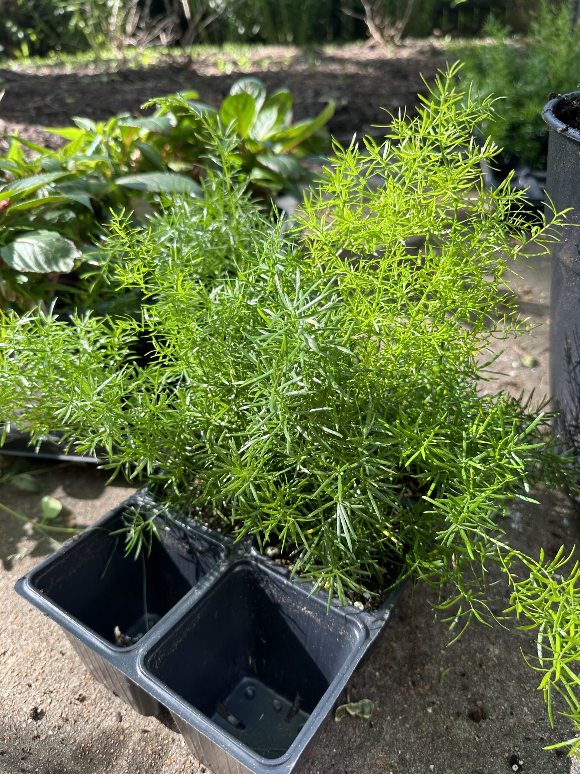 The Best Container Planter Ideas for Your Garden that You'll Love! The Best Container Planter Ideas for Your Garden that You'll Love!