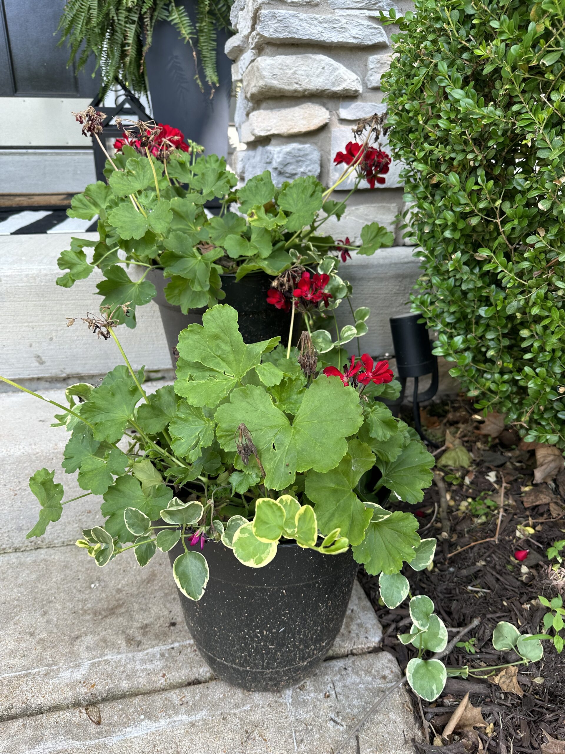 The Best Container Planter Ideas for Your Garden that You'll Love! The Best Container Planter Ideas for Your Garden that You'll Love!